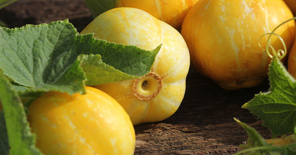 10 Lemon Cucumber Recipes That We Love